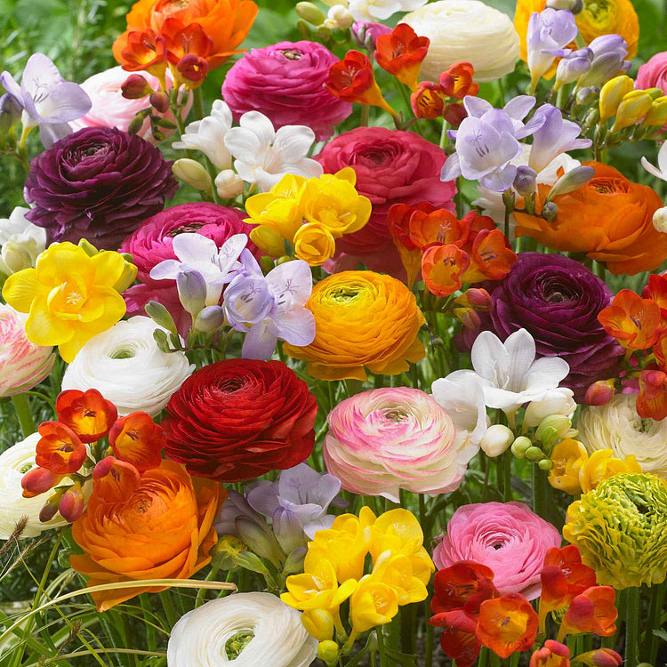 🌸Multicolor Ranunculus Asiaticus Bulbs – anyfreebie.com